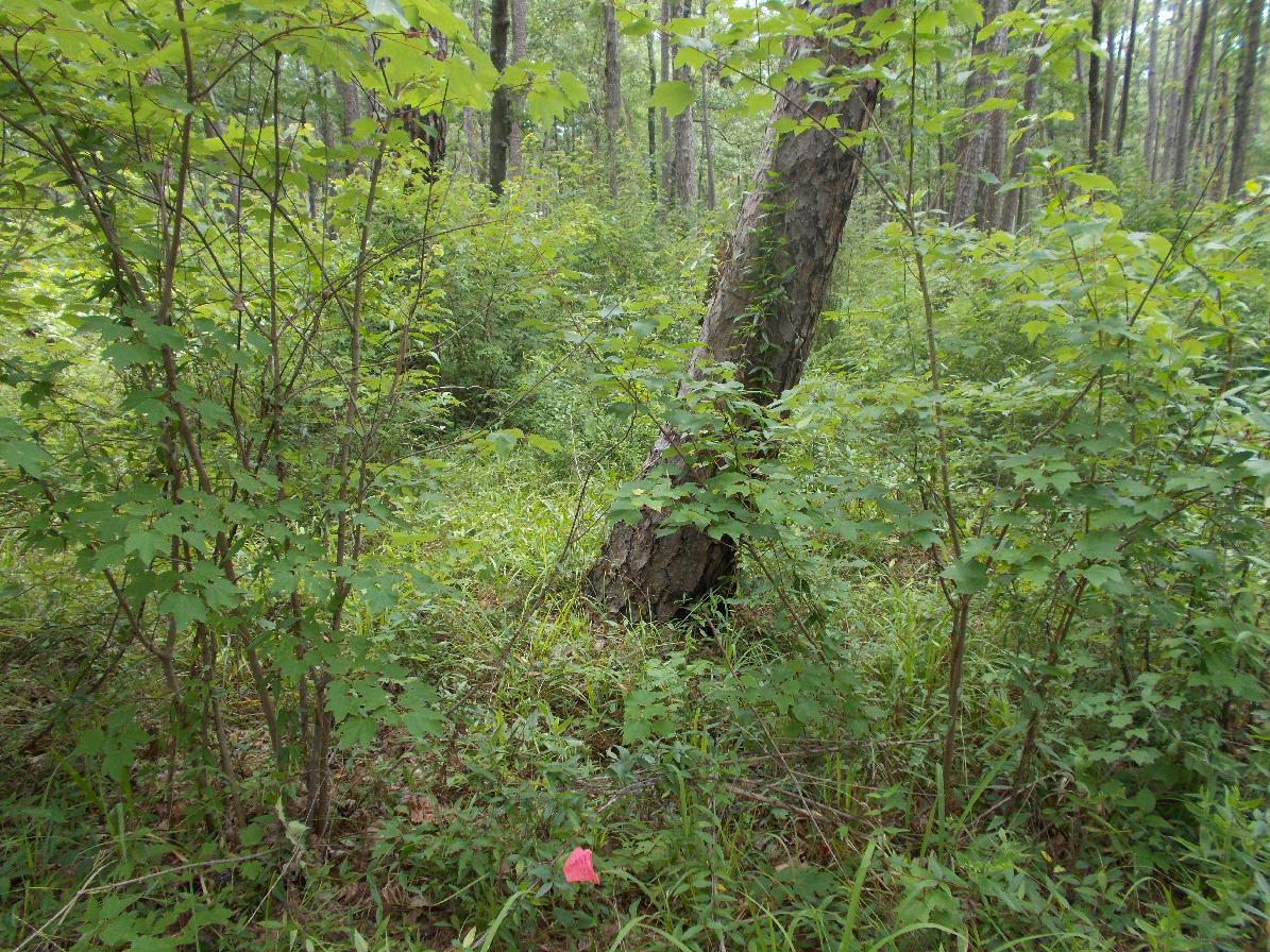 09_Dry-Mesic_Clayey_Mixed_Upland_Forest Image Gallery