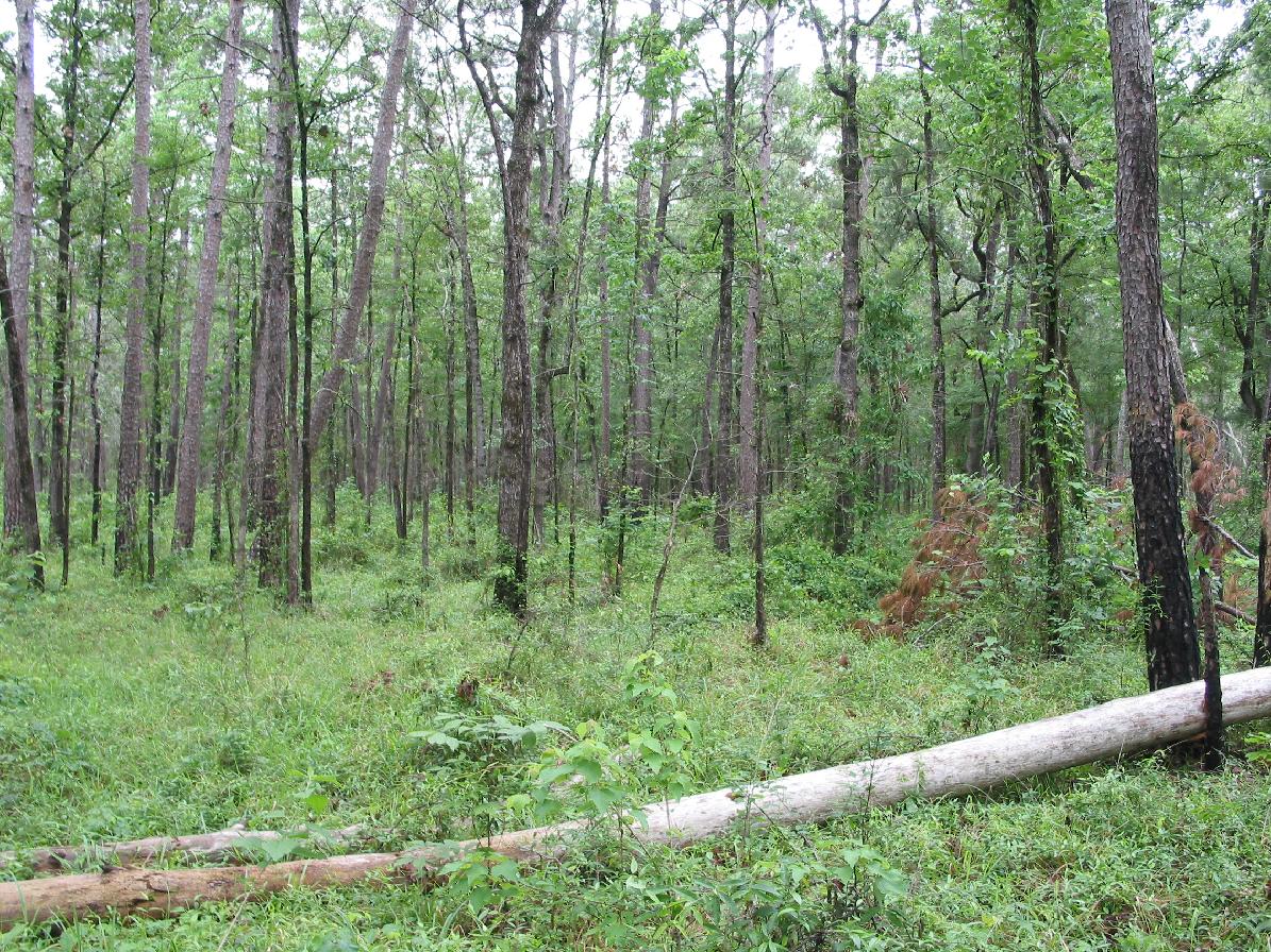 09_Dry-Mesic_Clayey_Mixed_Upland_Forest Image Gallery