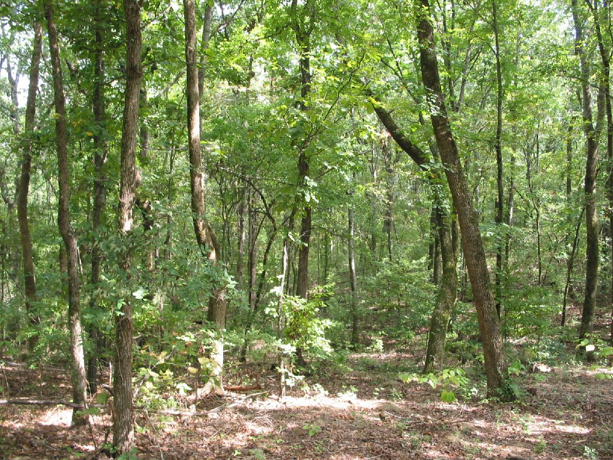 09_Dry-Mesic_Clayey_Mixed_Upland_Forest Image Gallery