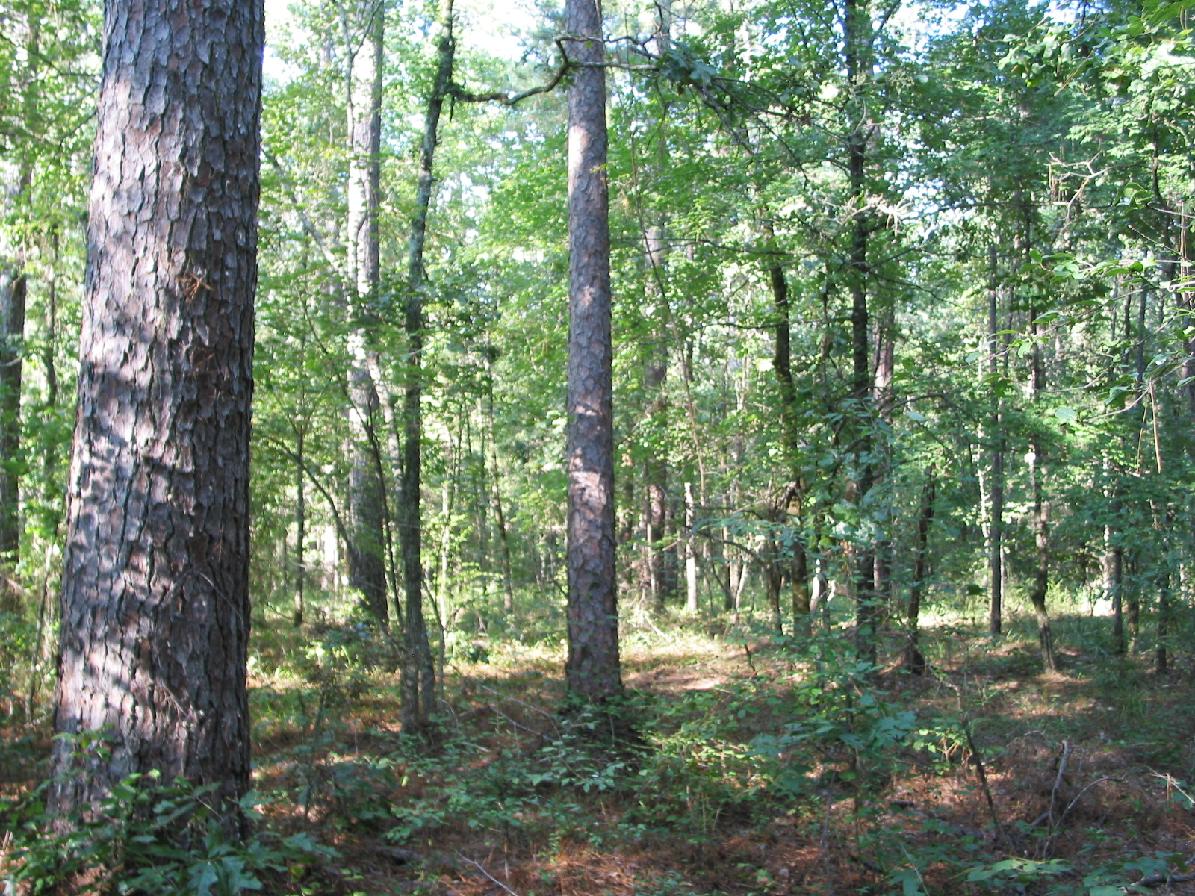 09_Dry-Mesic_Clayey_Mixed_Upland_Forest Image Gallery