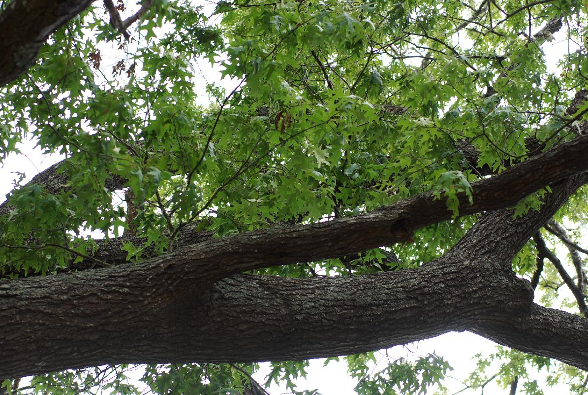 09_Dry-Mesic_Clayey_Mixed_Upland_Forest Image Gallery