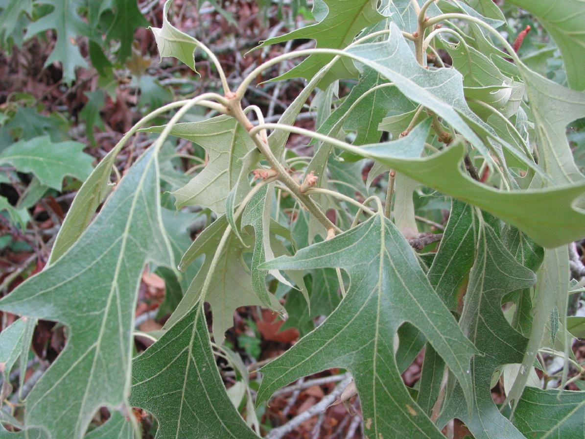 09_Dry-Mesic_Clayey_Mixed_Upland_Forest Image Gallery