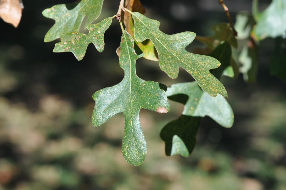 09_Dry-Mesic_Clayey_Mixed_Upland_Forest Image Gallery