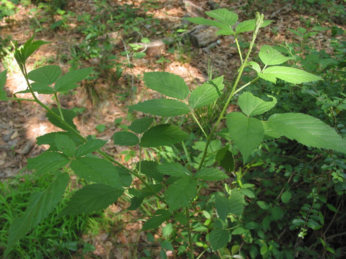 09_Dry-Mesic_Clayey_Mixed_Upland_Forest Image Gallery