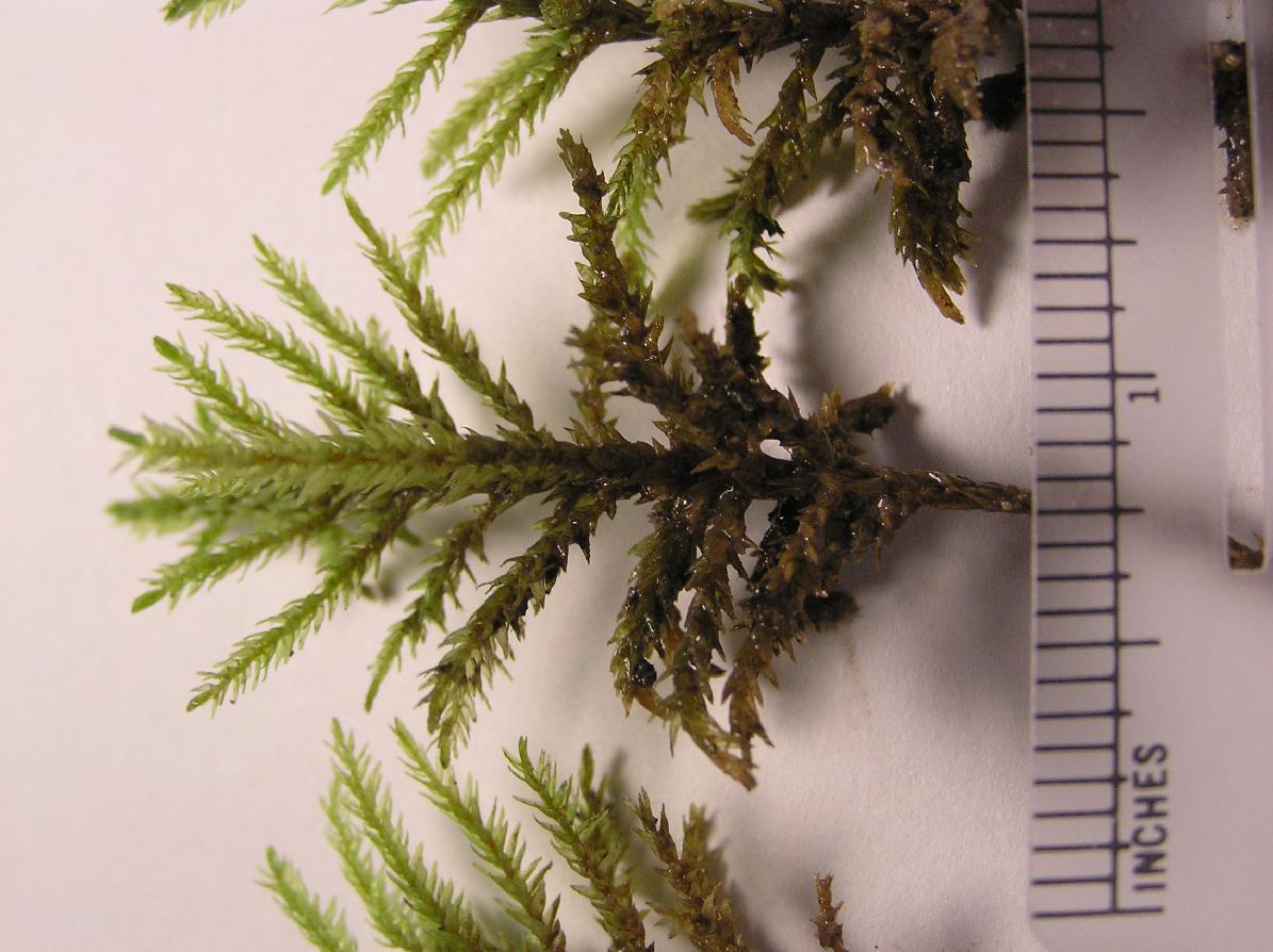 Climaciaceae Image Gallery