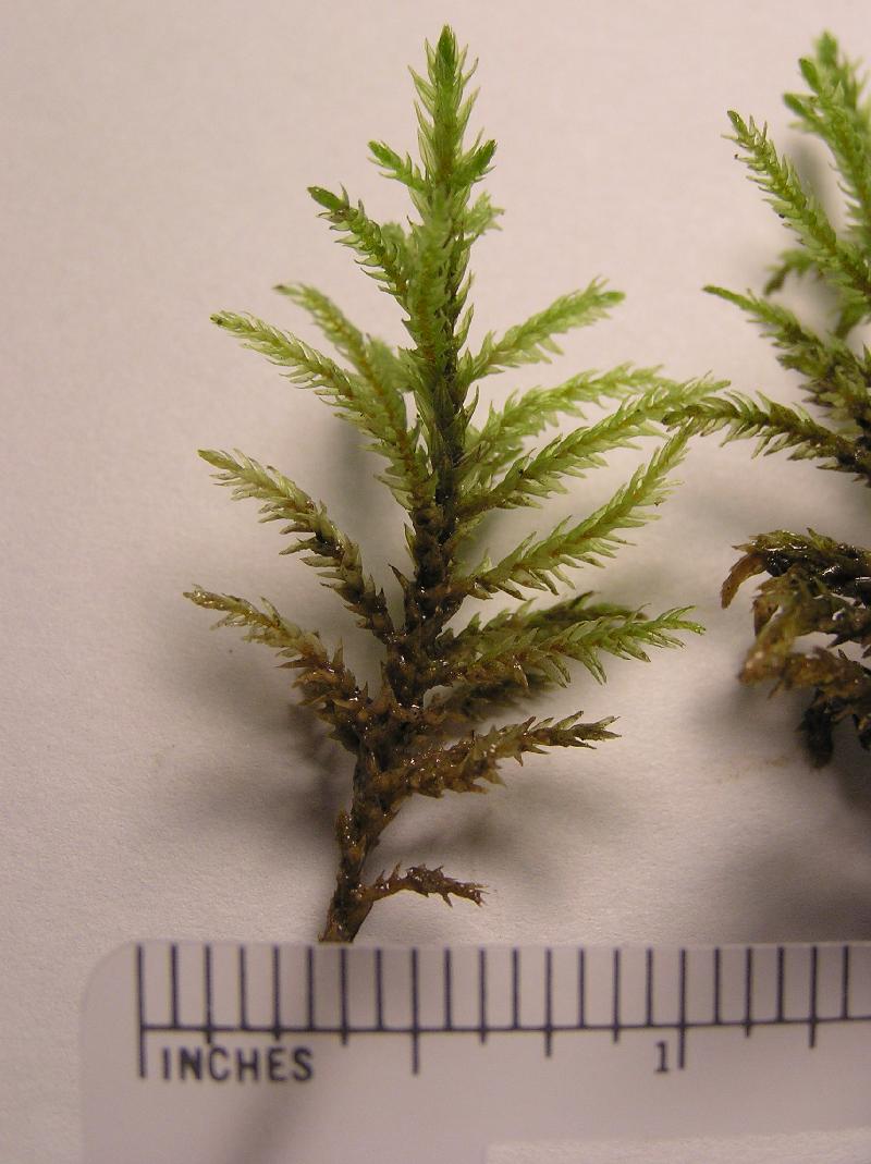 Climaciaceae Image Gallery