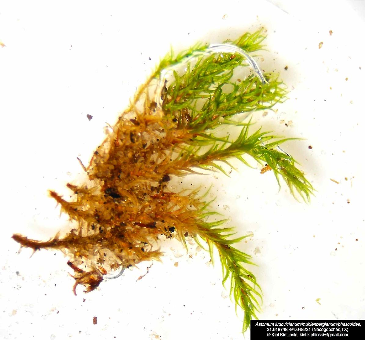 Pottiaceae Image Gallery