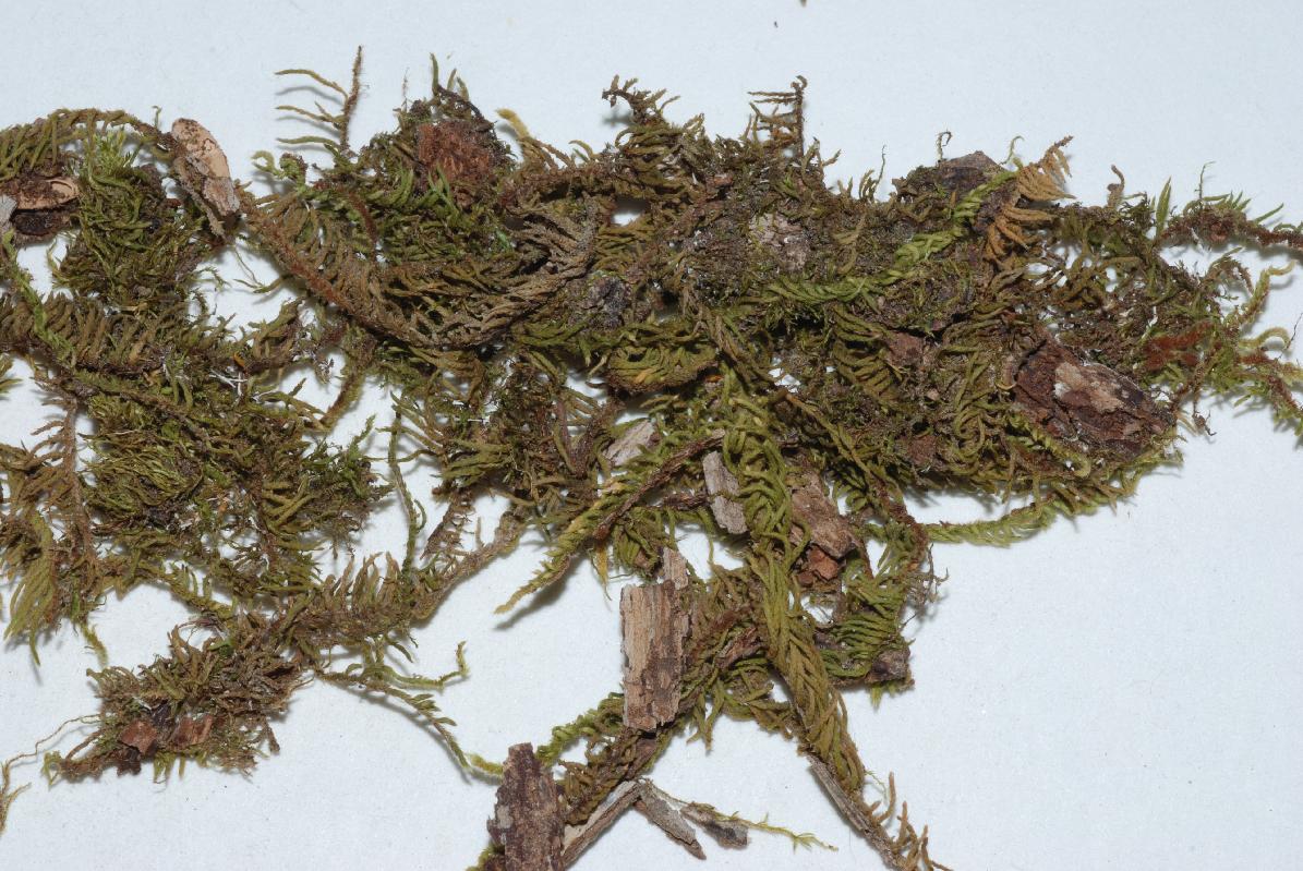 Theliaceae Image Gallery