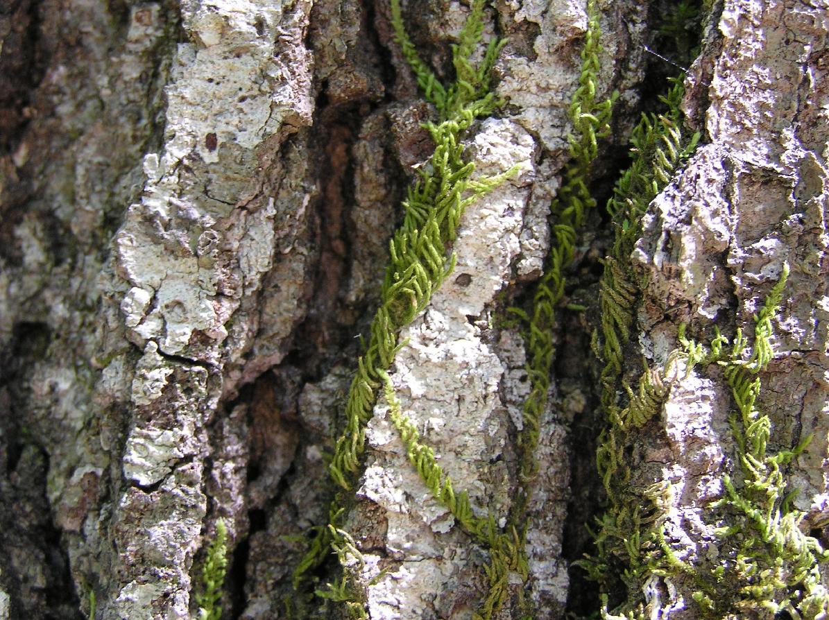 Theliaceae Image Gallery